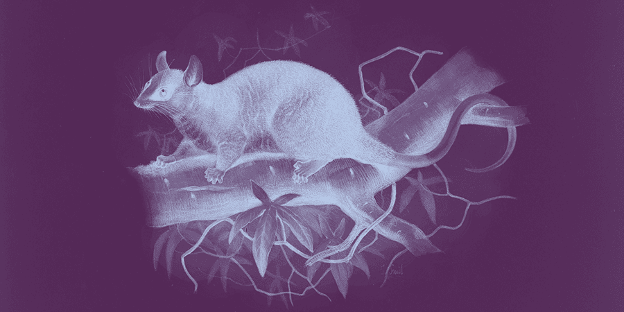 Using JavaScript URLSearchParams | megafauna.dev 🦣